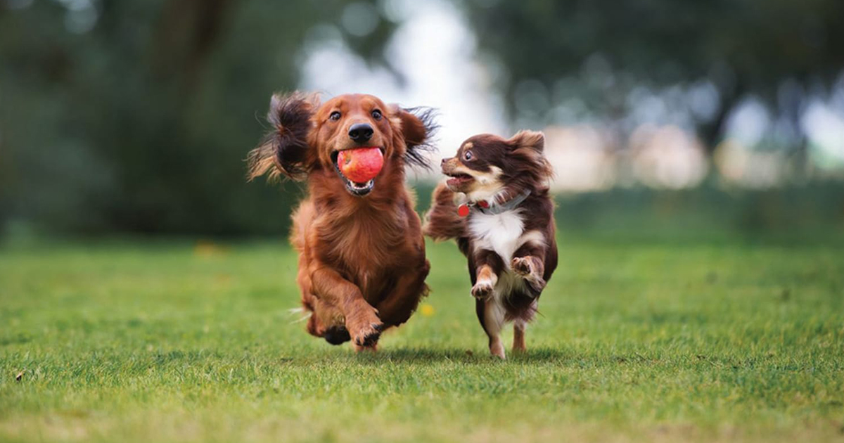 Find Private & Safe Dog Parks for Rent | Off-Leash Areas for Dogs