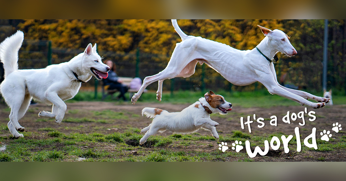 Off-Leash Dog Areas Near You | Private Dog Parks for Rent