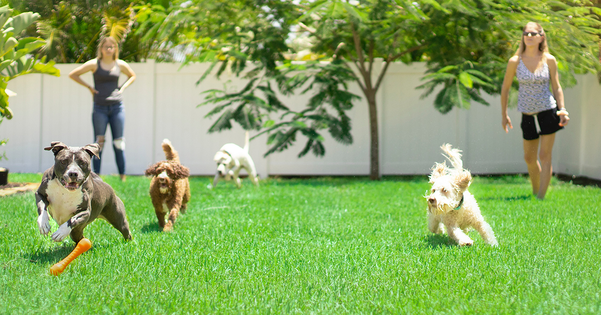 Make Money by Listing Your Backyard or Paddock | Sniffspace